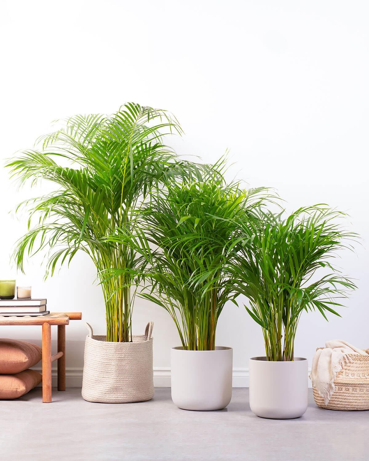 Indoor Plants – The Plant Keepers