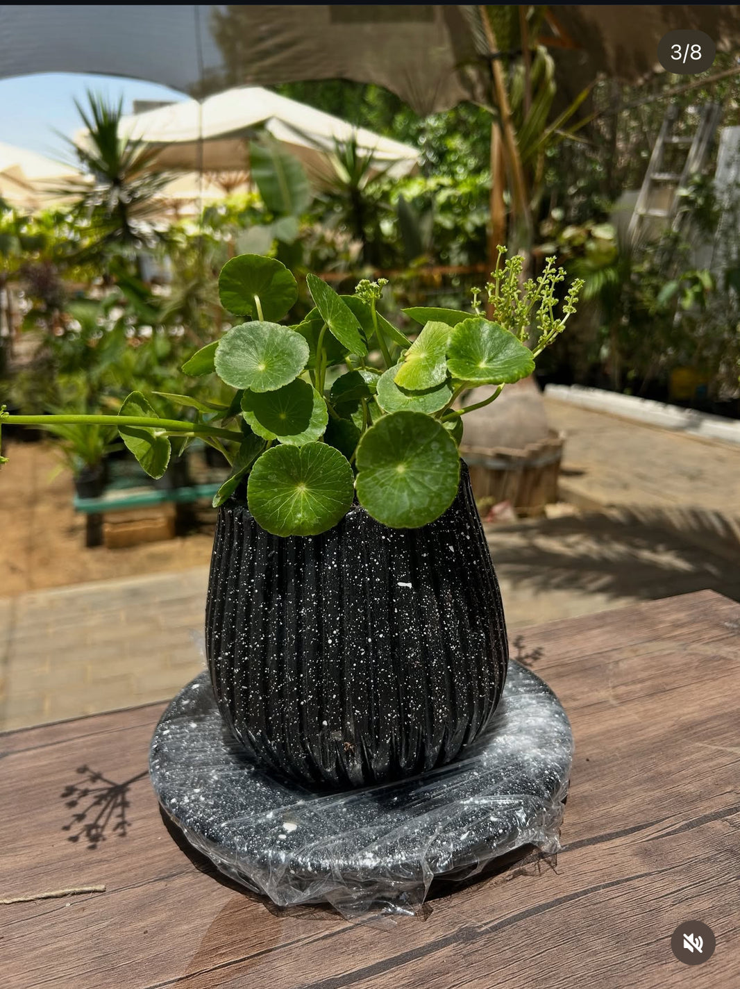Indoor Plants – The Plant Keepers